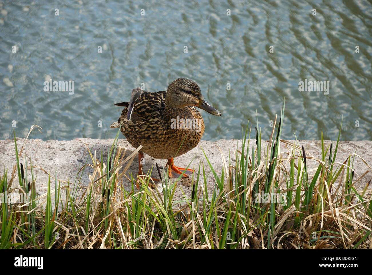 Duck on parapet of park pond Stock Photo - Alamy
