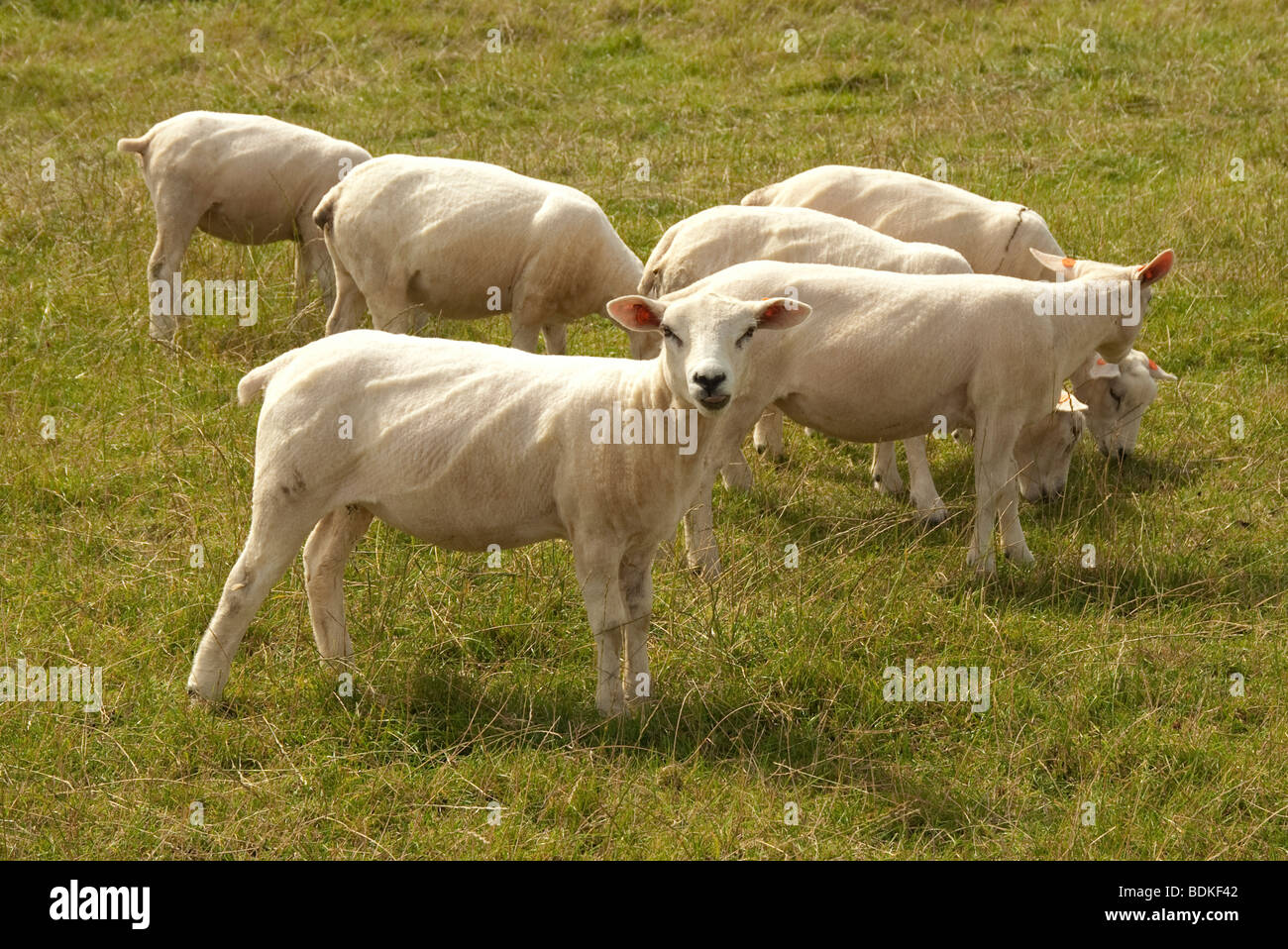 sheep in field Stock Photo - Alamy