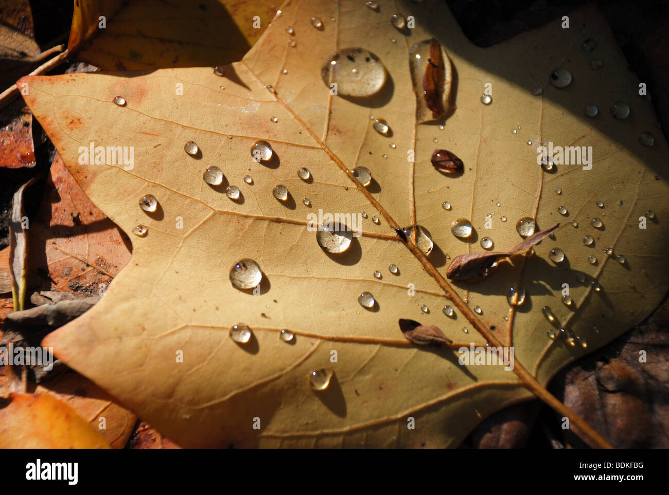 Leaf spreading pattern hi-res stock photography and images - Alamy