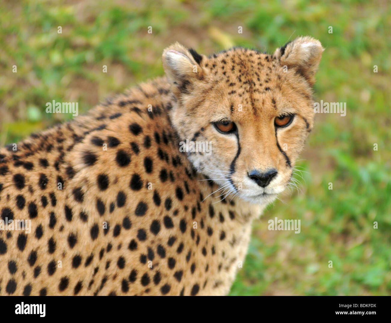 Cheetah face hi-res stock photography and images - Alamy