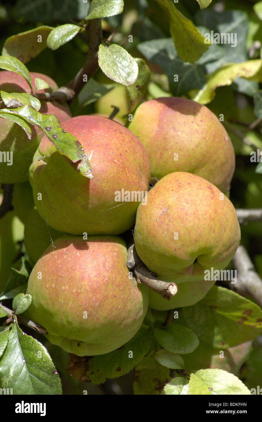 Apple Cluster on Tree (malus domestica Stock Photo - Alamy