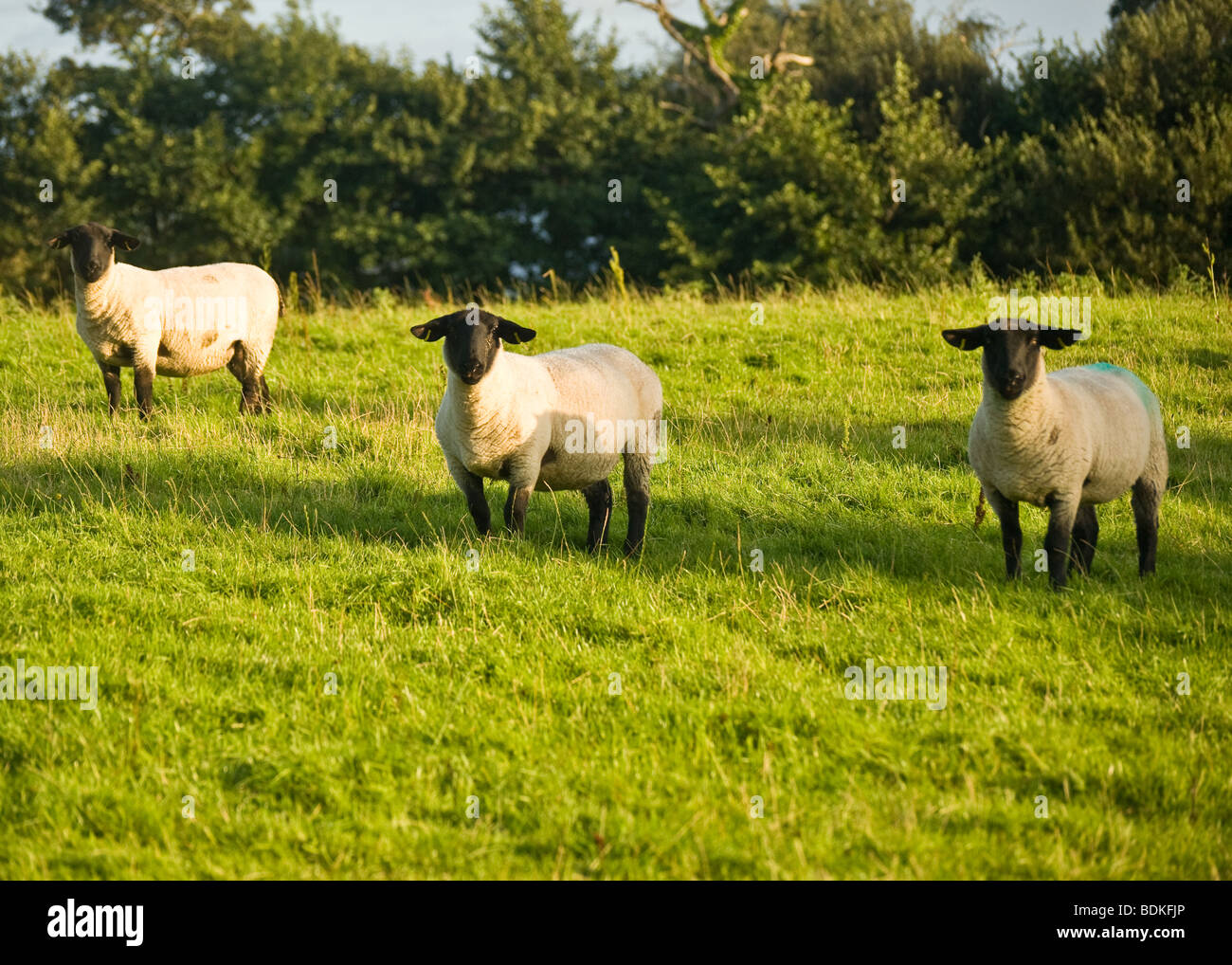 Sheep backbone hi-res stock photography and images - Alamy