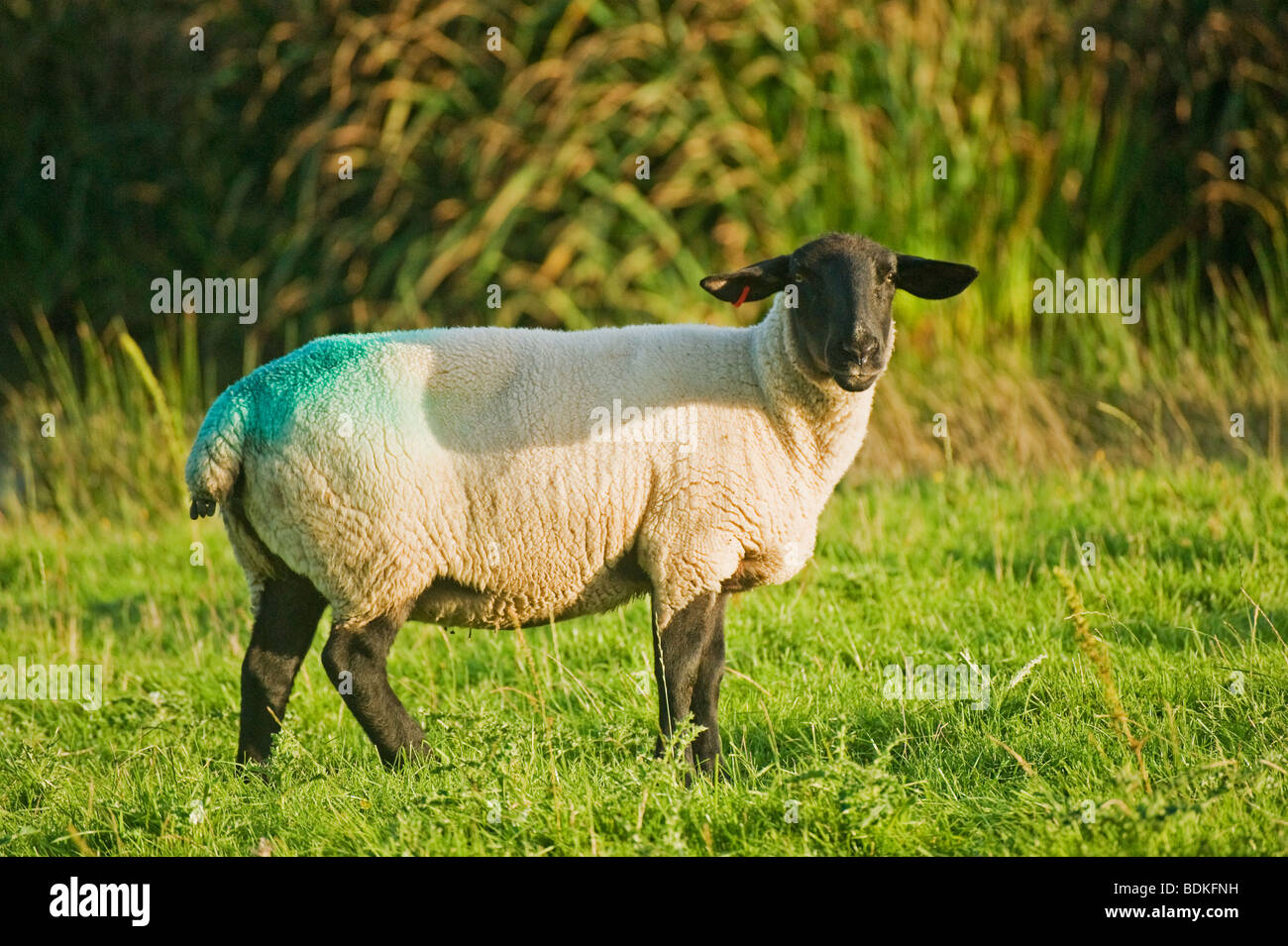 Sheep backbone hi-res stock photography and images - Alamy