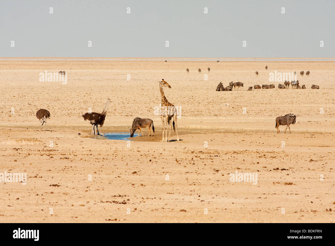Giraffe (Giraffa camelopardalis), Black Wildebeest and Ostrich at small ...