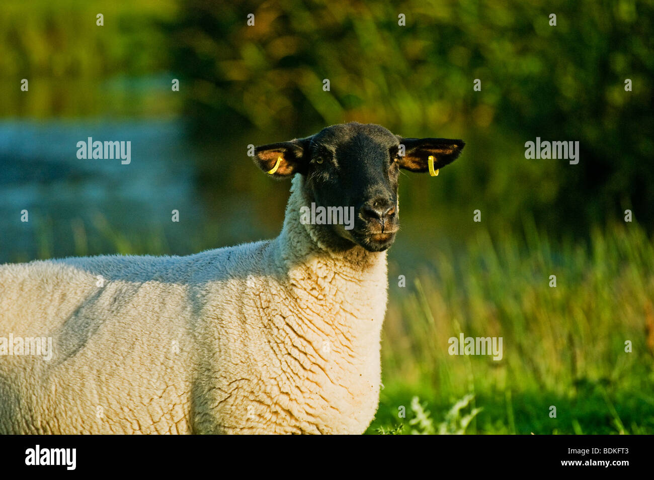 Black faced sheep hi-res stock photography and images - Alamy