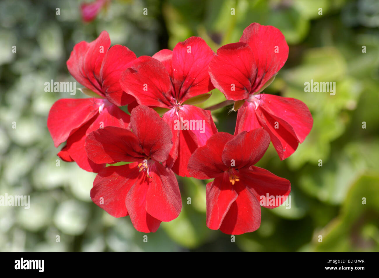 Red Geranium Geraniaceae Stock Photo - Alamy