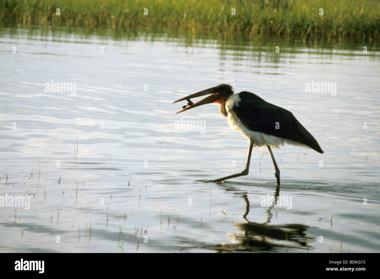 Lake Tana Bird High Resolution Stock Photography and Images - Alamy