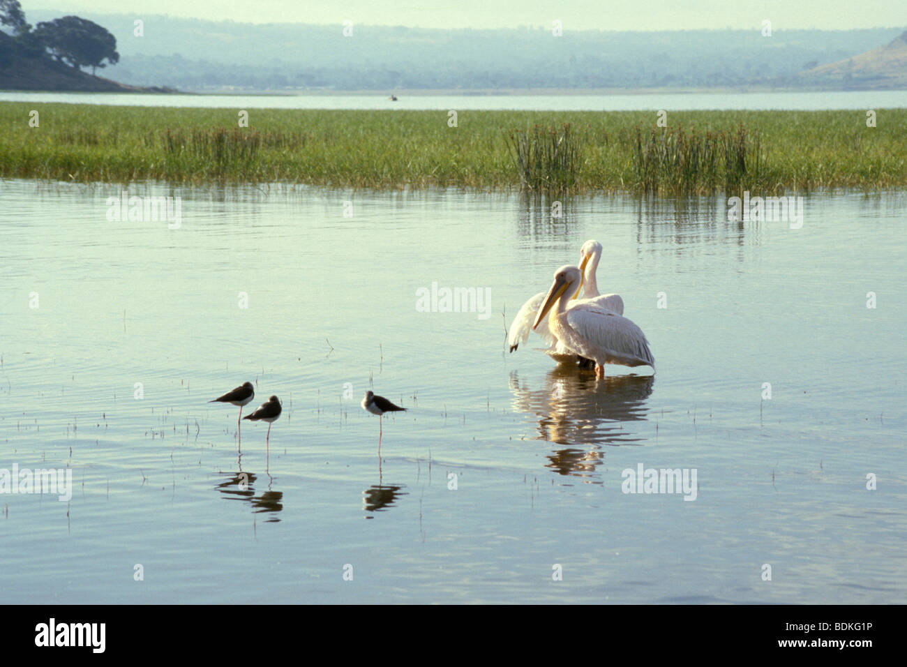 ethiopia, tana lake, bird Stock Photo - Alamy