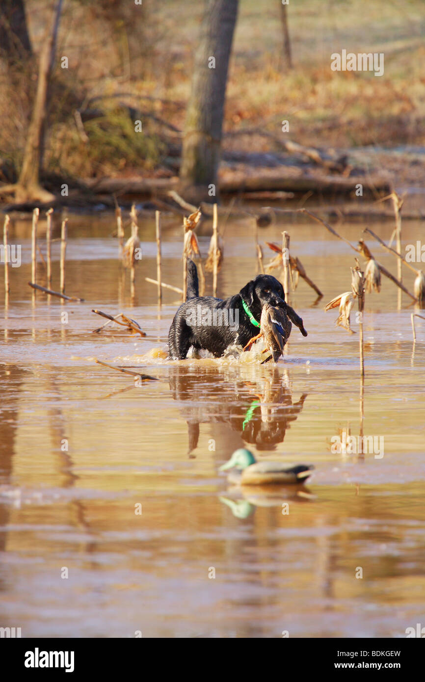 Black Labrador Retriever Retrieving Duck High Resolution Stock ...