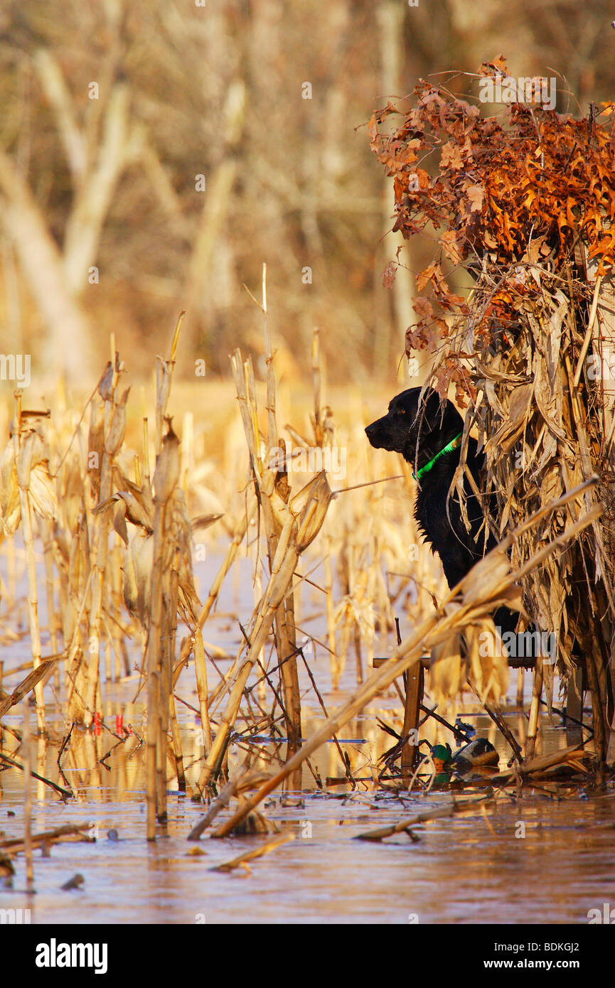 Black labrador with duck hi-res stock photography and images - Alamy