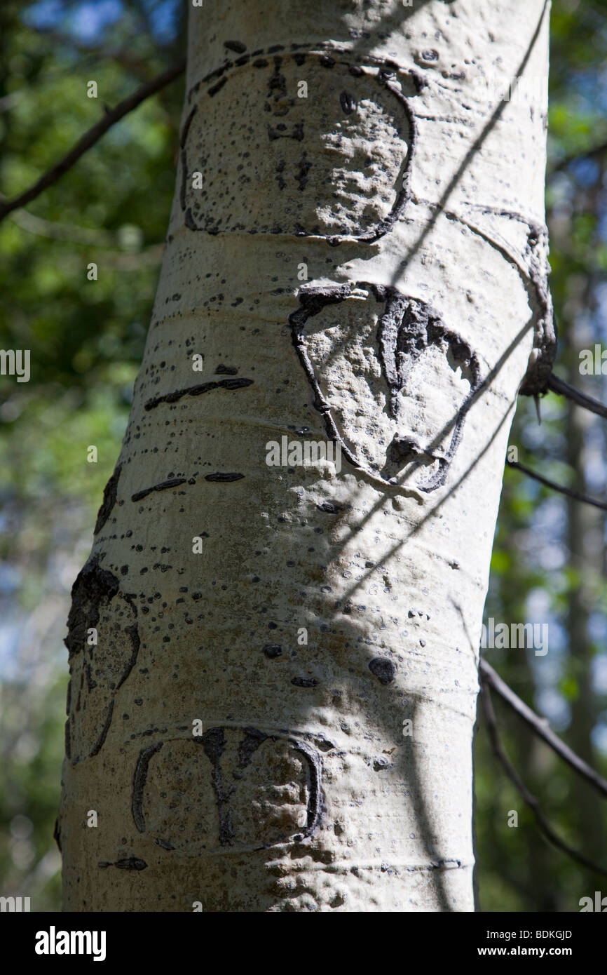 Carved aspen hi-res stock photography and images - Alamy
