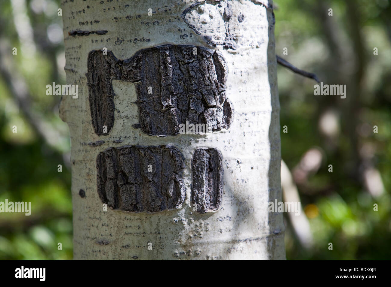 aspen tree carving from basque sheepherders 1900's steens mountain ...