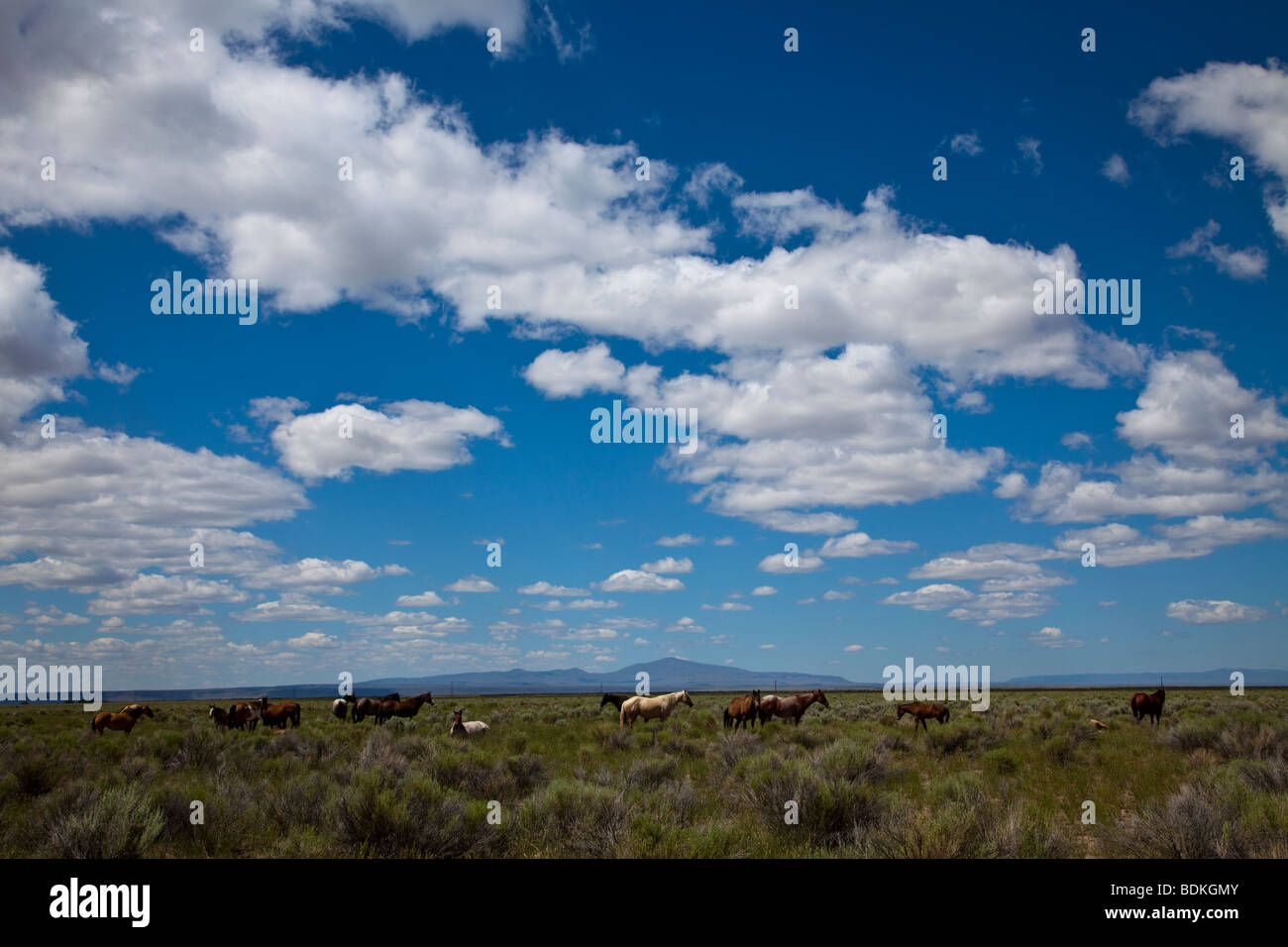 horses in sage country Stock Photo - Alamy
