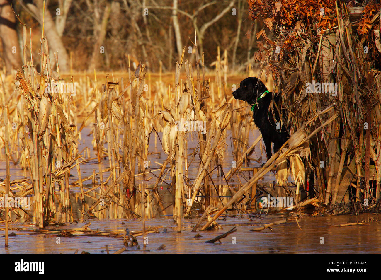 Black labrador with duck hi-res stock photography and images - Alamy