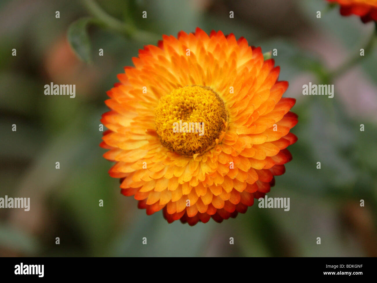 Flower strawflower bracteantha bracteata hi-res stock photography and ...