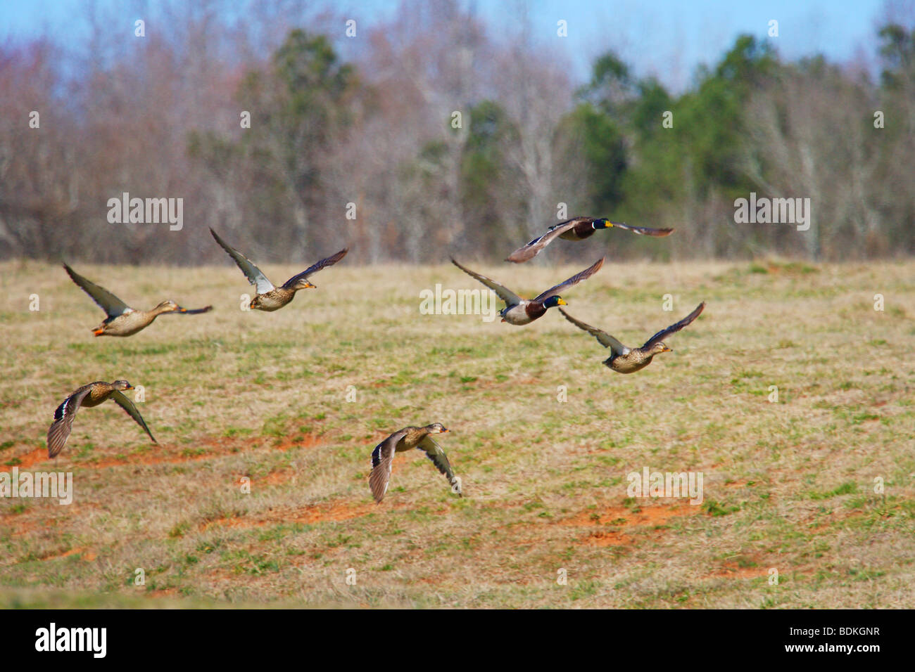 Mallards in flight hi-res stock photography and images - Alamy