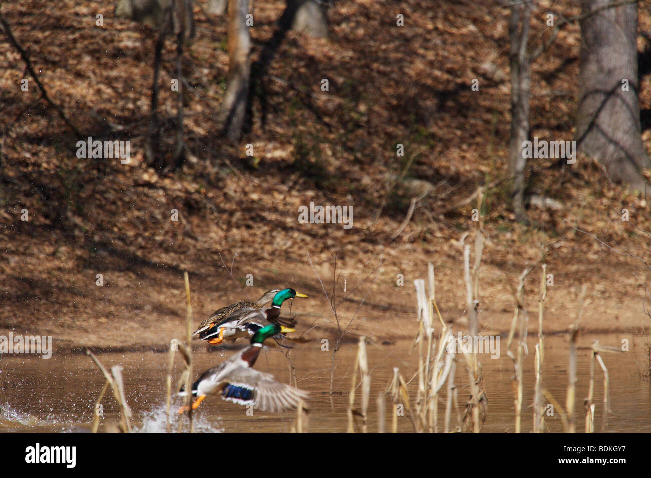 WATERFOWL FLOCK OF MALLARDS JUMPING AND FLYING FROM FLOODED TIMBER ...