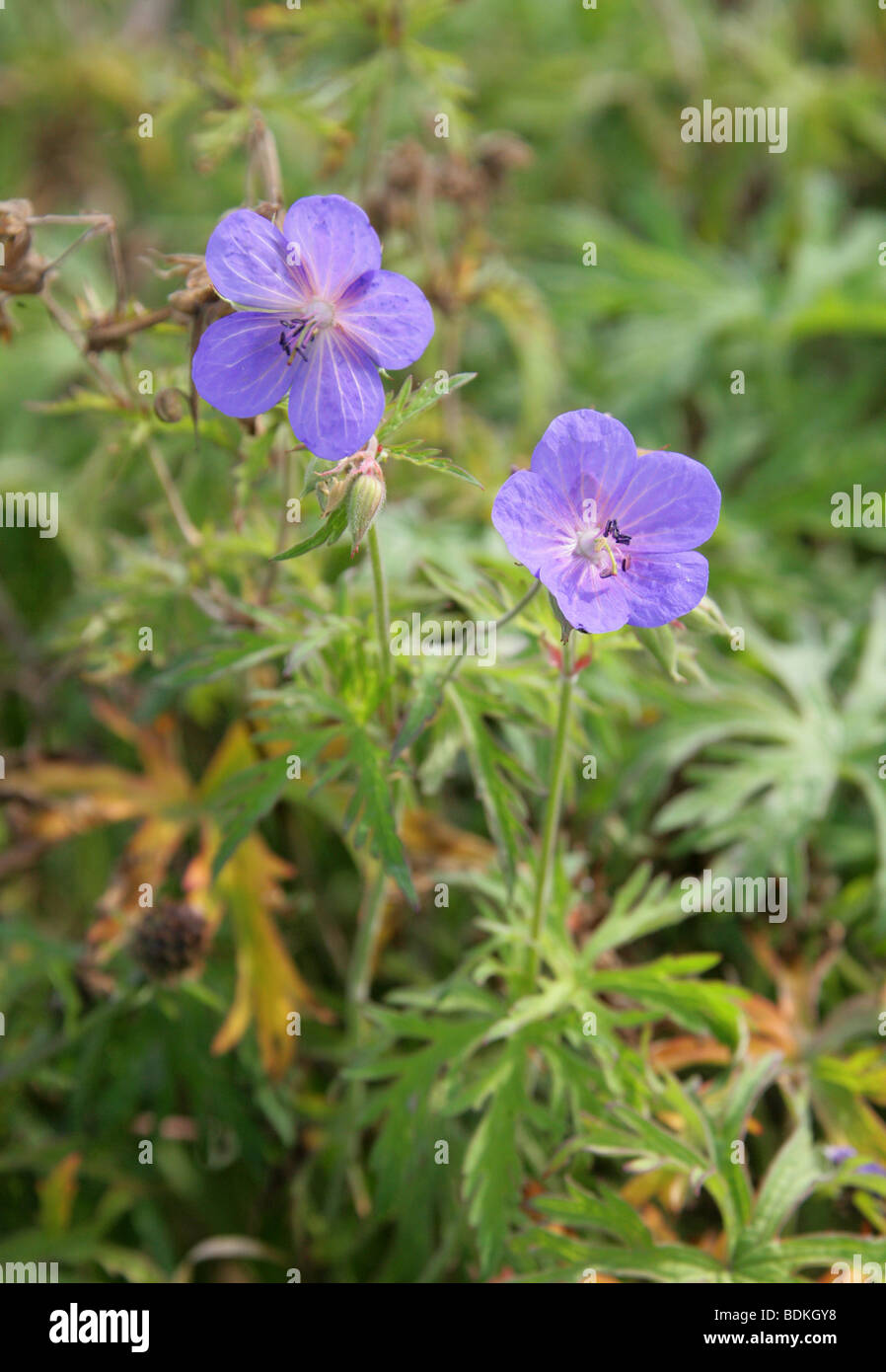 Pratense hi-res stock photography and images - Alamy