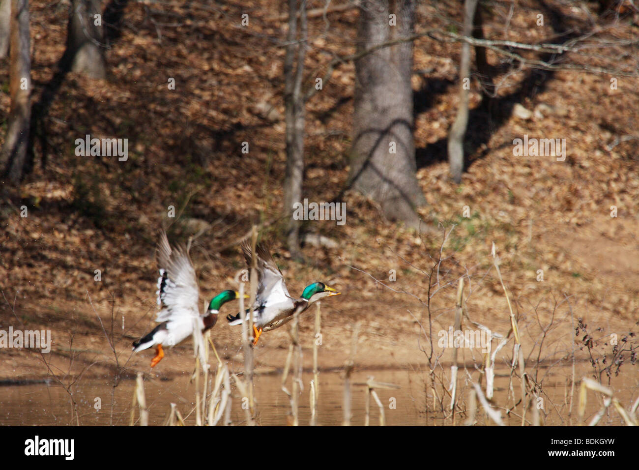 WATERFOWL FLOCK OF MALLARDS JUMPING AND FLYING FROM FLOODED TIMBER ...
