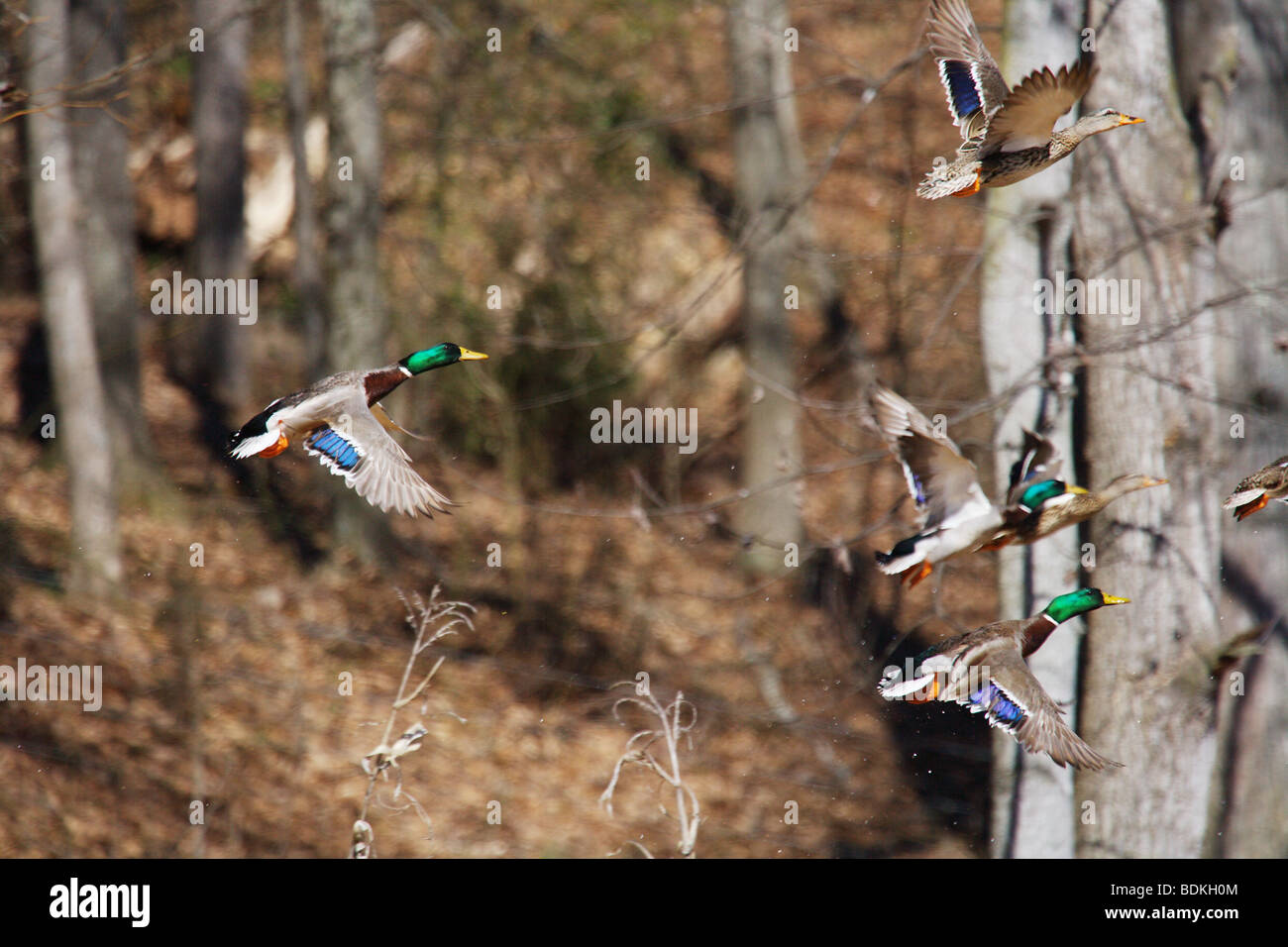 Mallards Landing In Timber