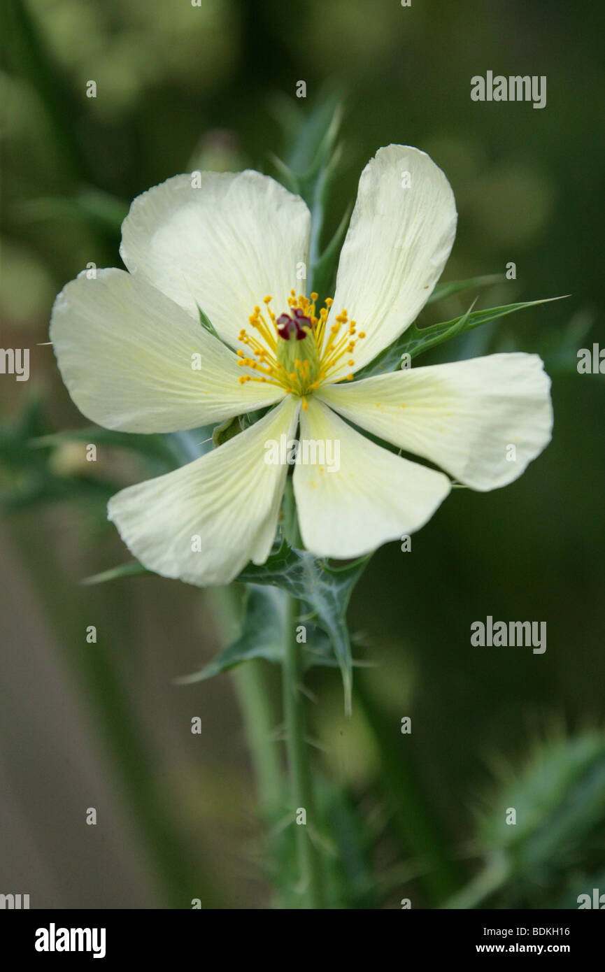 Argemone mexicana hi-res stock photography and images - Alamy