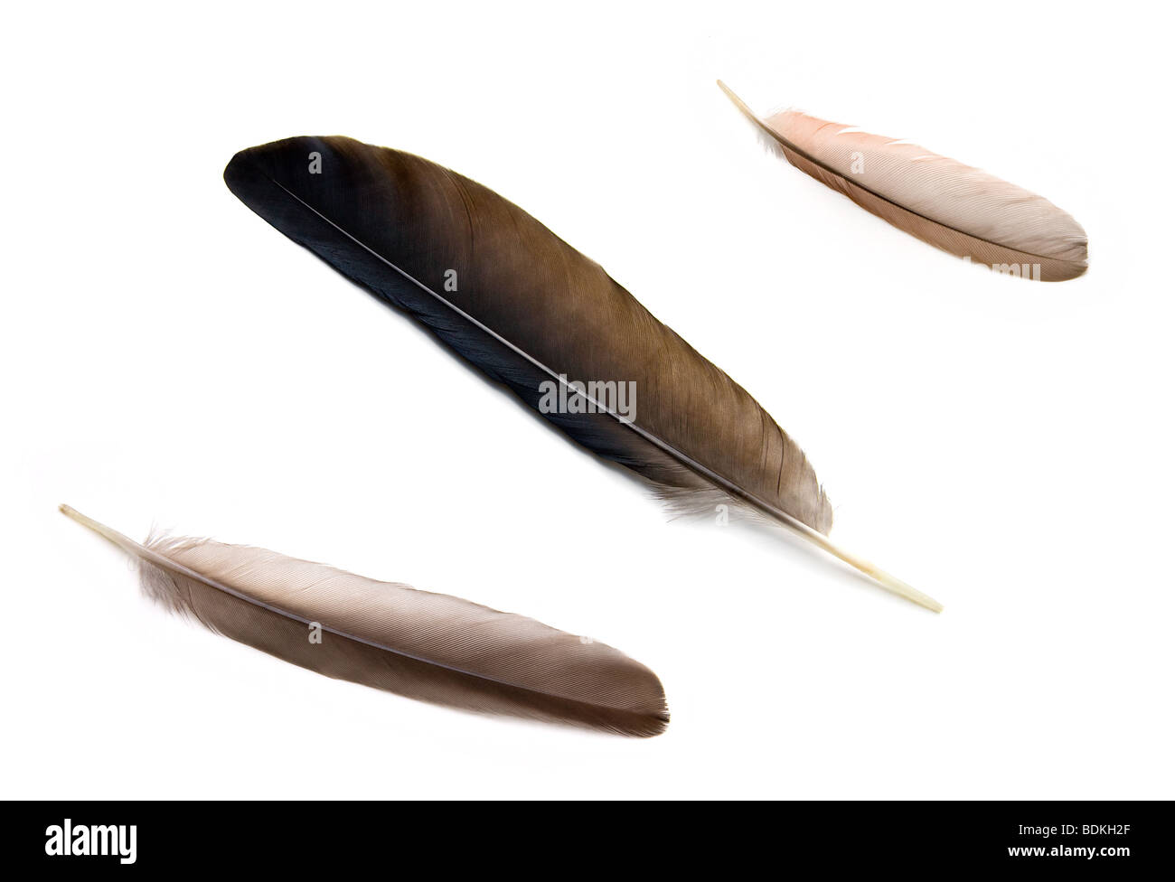 Three feathers isolated on white background Stock Photo - Alamy