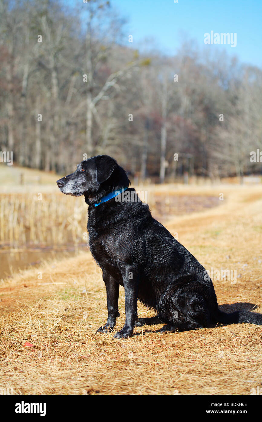 BLACK LABRADOR SITTING ON SHORE ANXIOUSLY WAITING FOR A CHANCE TO ...