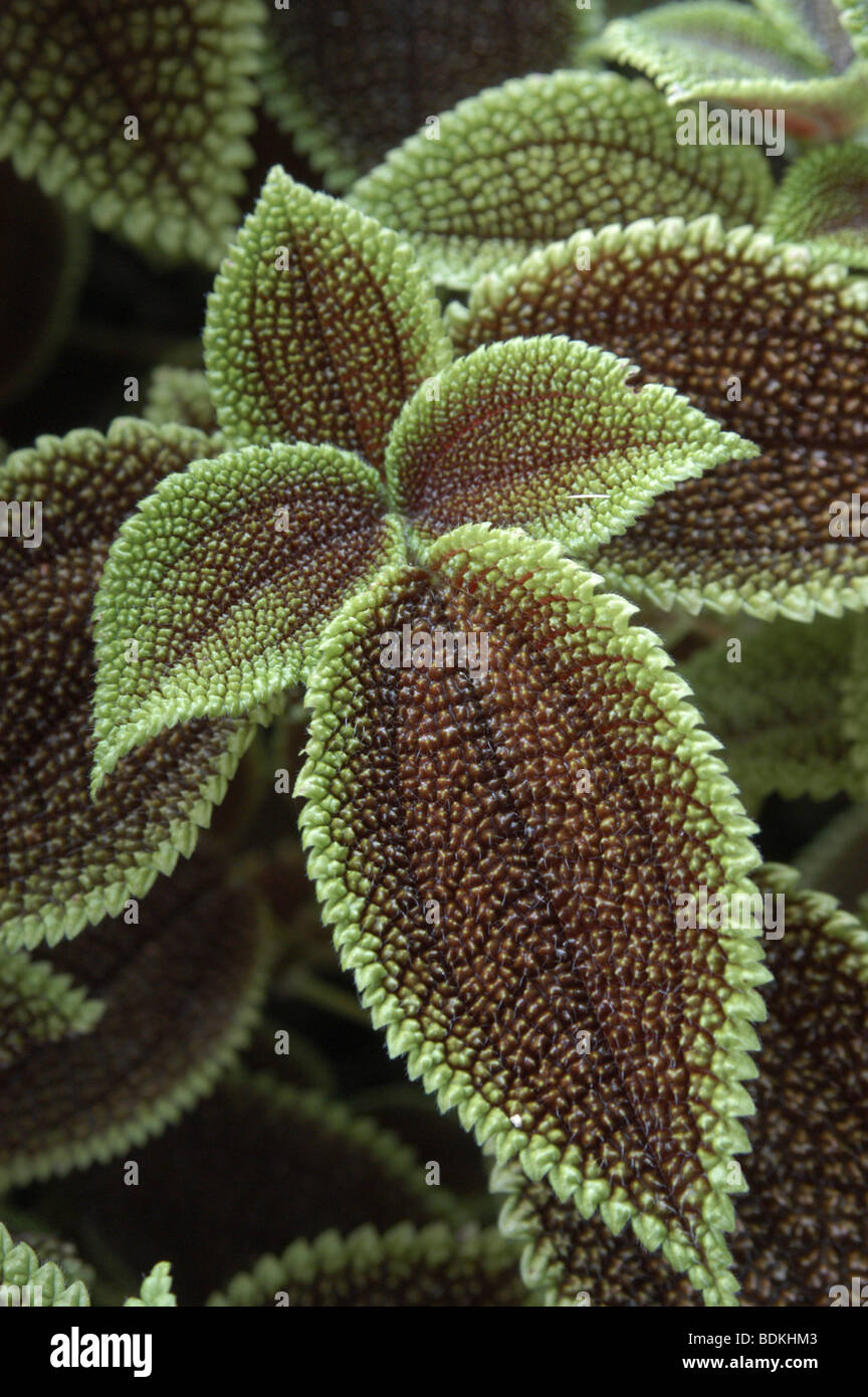 Coleus plant hi-res stock photography and images - Alamy