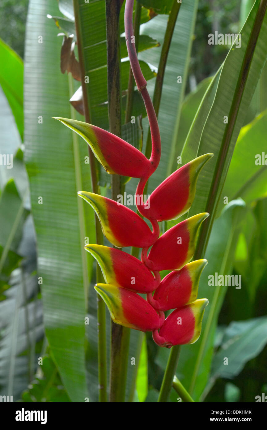 Hanging heliconia, lobster claw heliconia (Heliconia rostrata Stock ...