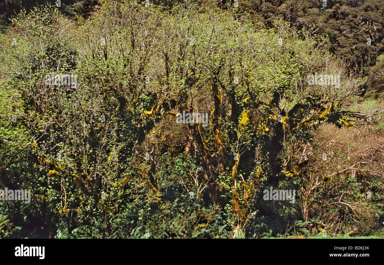 Swamp forest, Fiordland, New Zealand Stock Photo - Alamy
