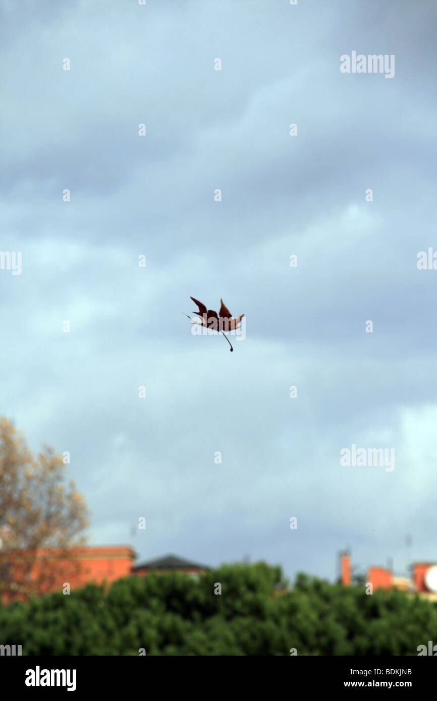 one leaf falling in the blue autumn sky Stock Photo - Alamy