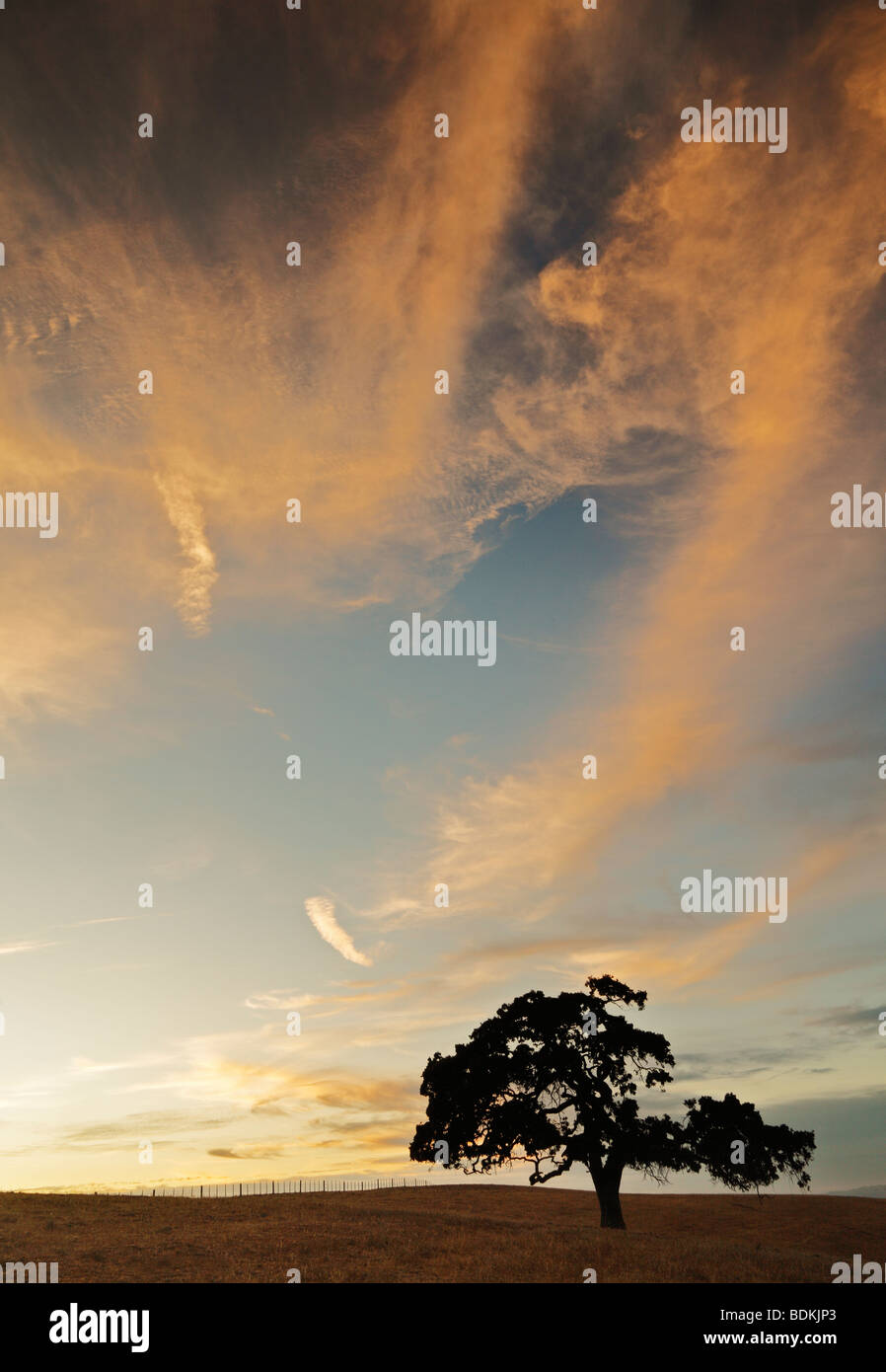 Oak tree at sunset Stock Photo - Alamy