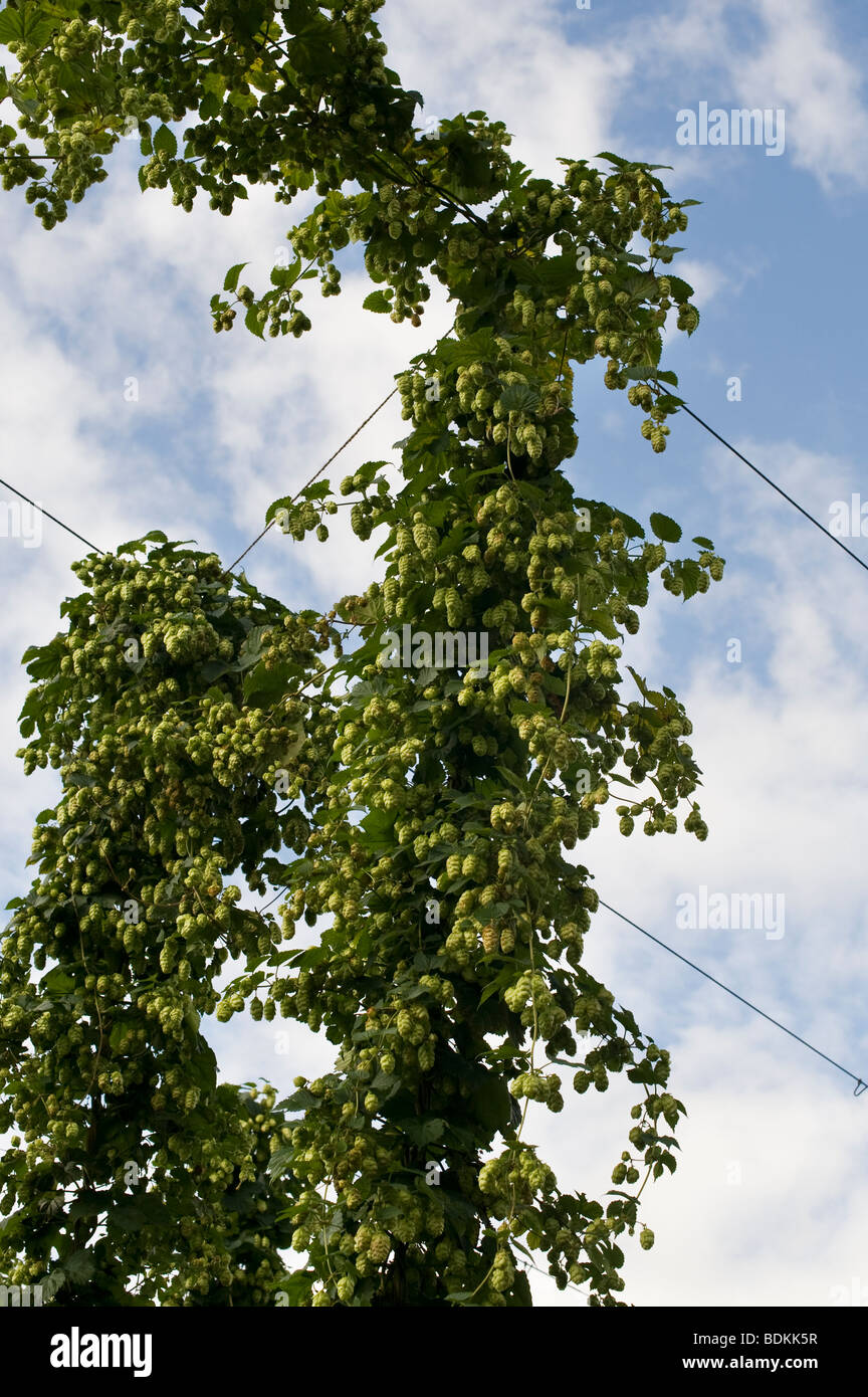 Growing hops hi-res stock photography and images - Alamy