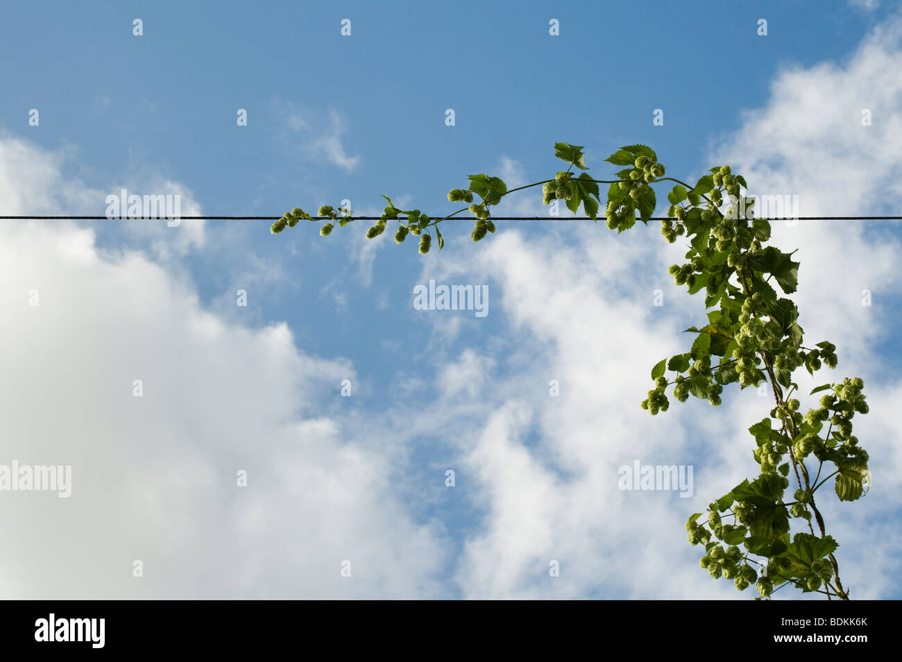 Hops hi-res stock photography and images - Alamy