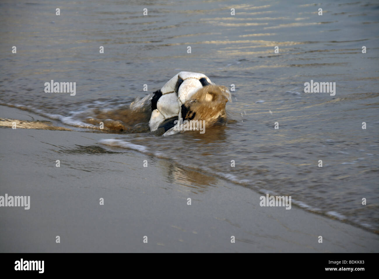Deflated Beach Ball Stock Photos & Deflated Beach Ball Stock Images - Alamy