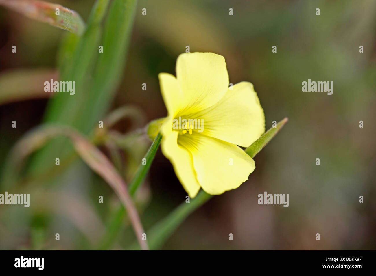 Yellow Common Sorrel flower Oxalis pes-caprae Stock Photo - Alamy