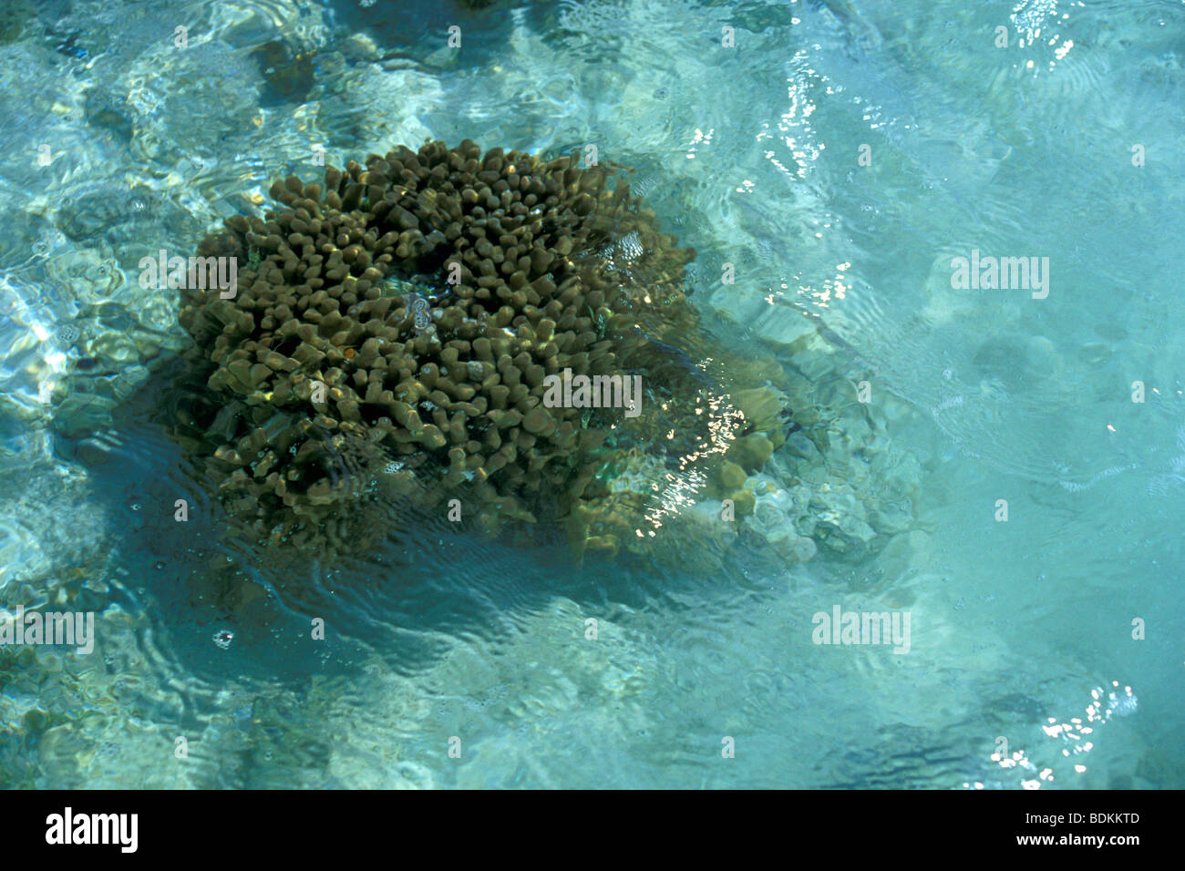 French Polynesia, Oceania Stock Photo - Alamy