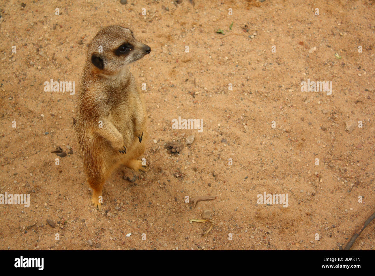 Meerkat standing sand hi-res stock photography and images - Alamy