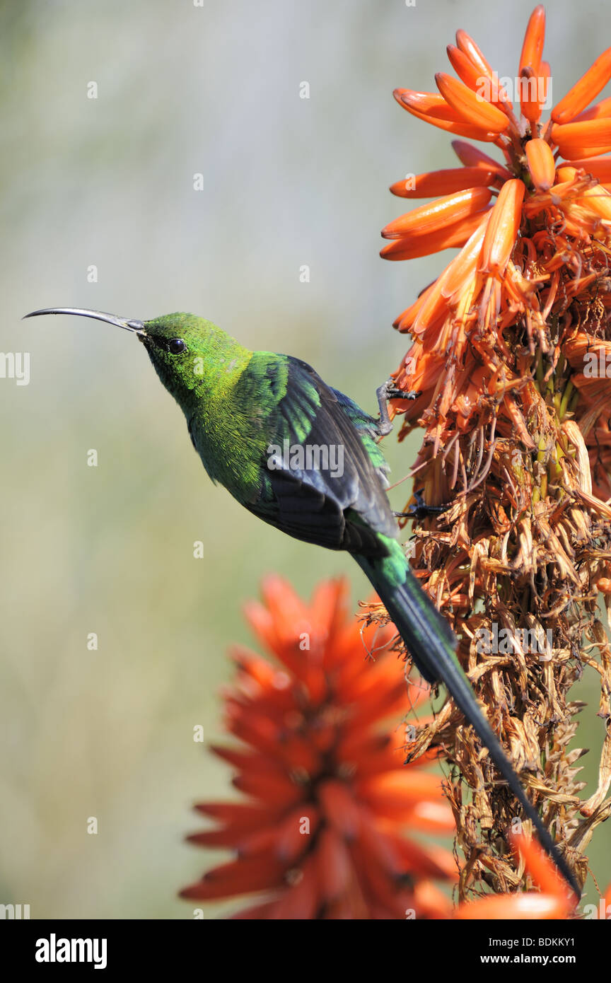 Fynbos feeding sunbird hi-res stock photography and images - Alamy