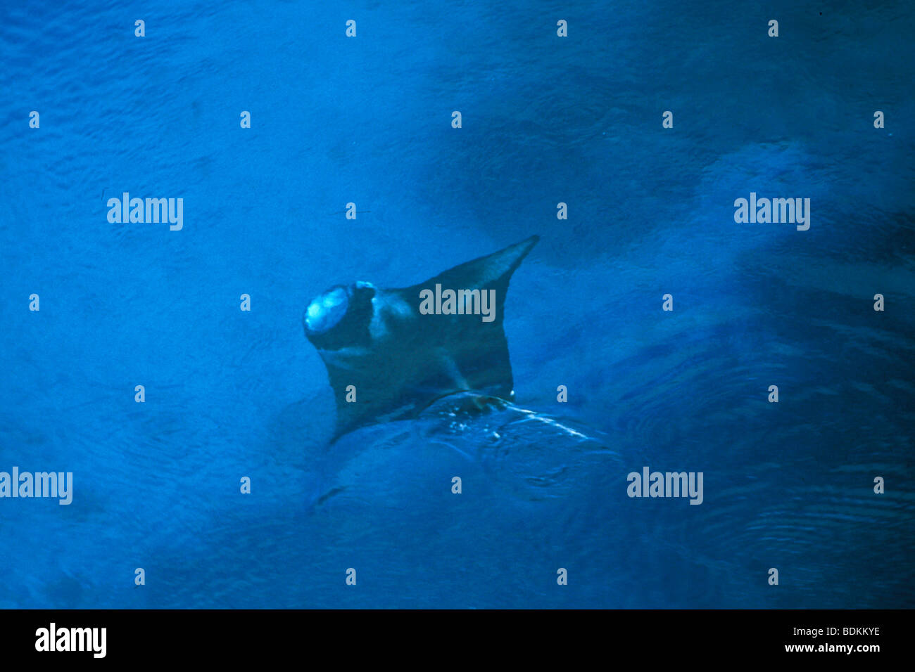 French Polynesia, Oceania Stock Photo - Alamy