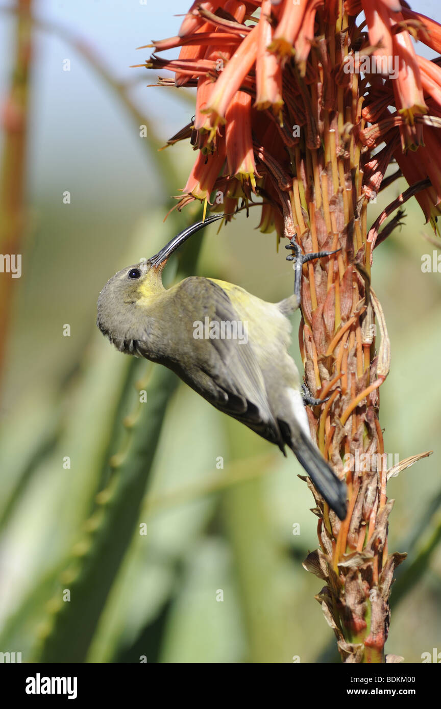 Sunbird feeding hi-res stock photography and images - Alamy
