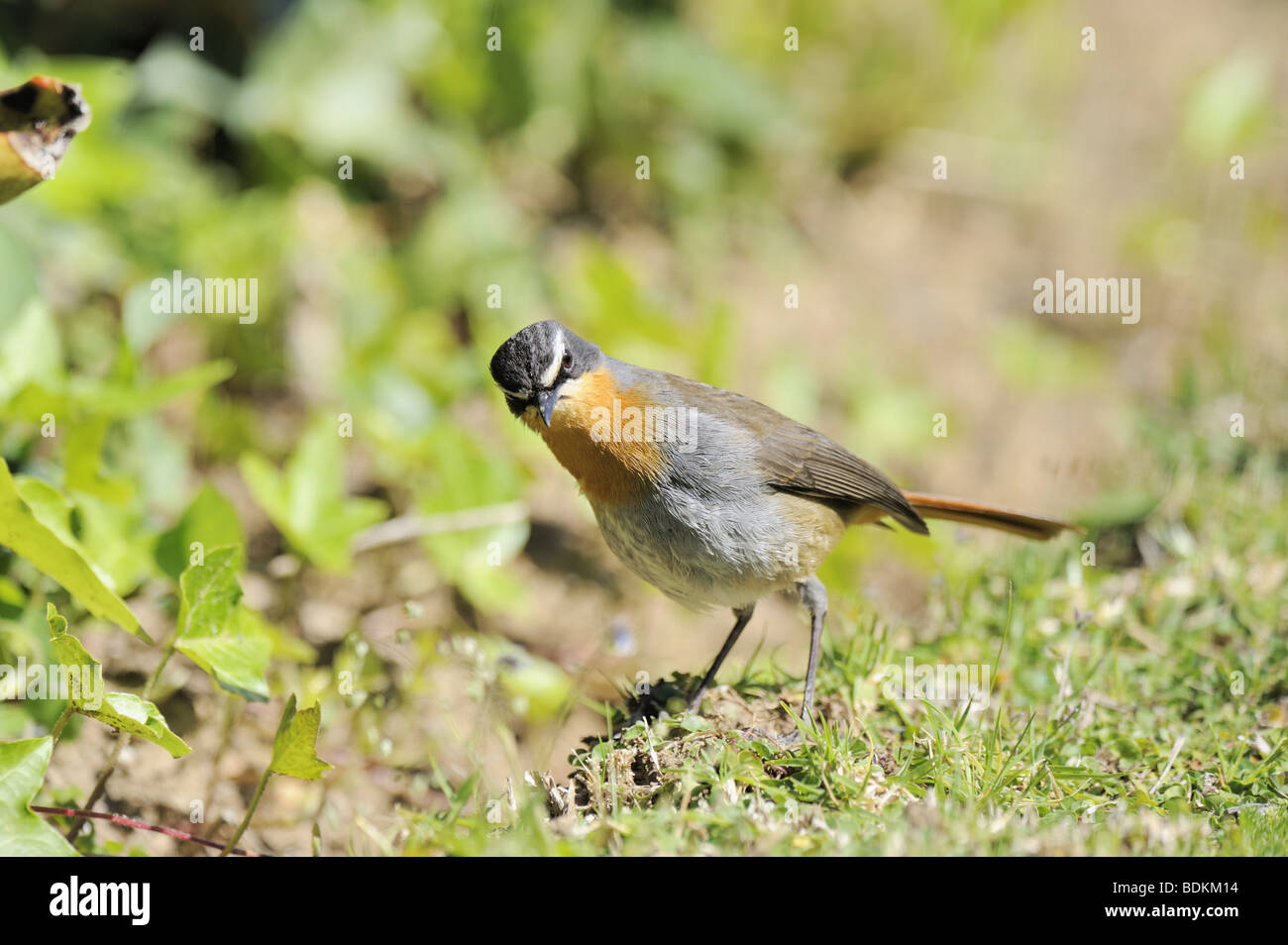 Robin in the grass hi-res stock photography and images - Alamy