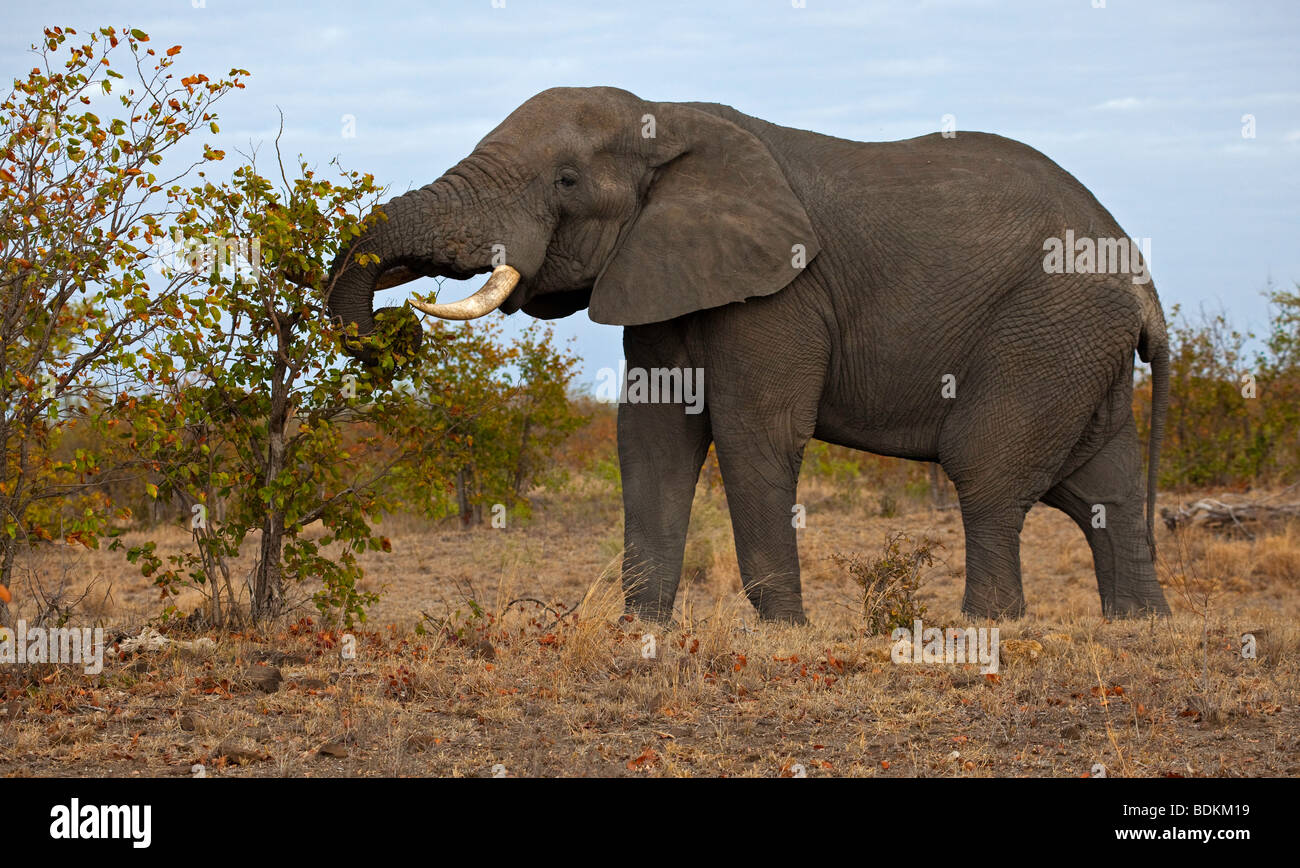 Elephant feeding hi-res stock photography and images - Alamy