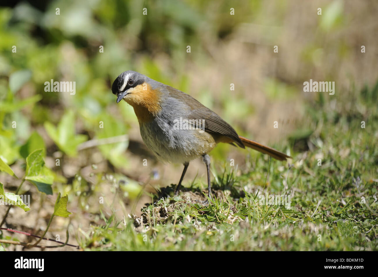 Robin in the grass hi-res stock photography and images - Alamy