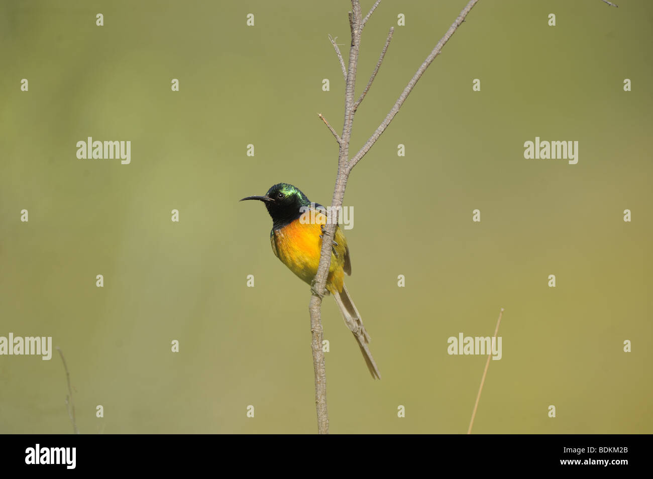 Male Orange Breasted Sunbird Stock Photo - Alamy