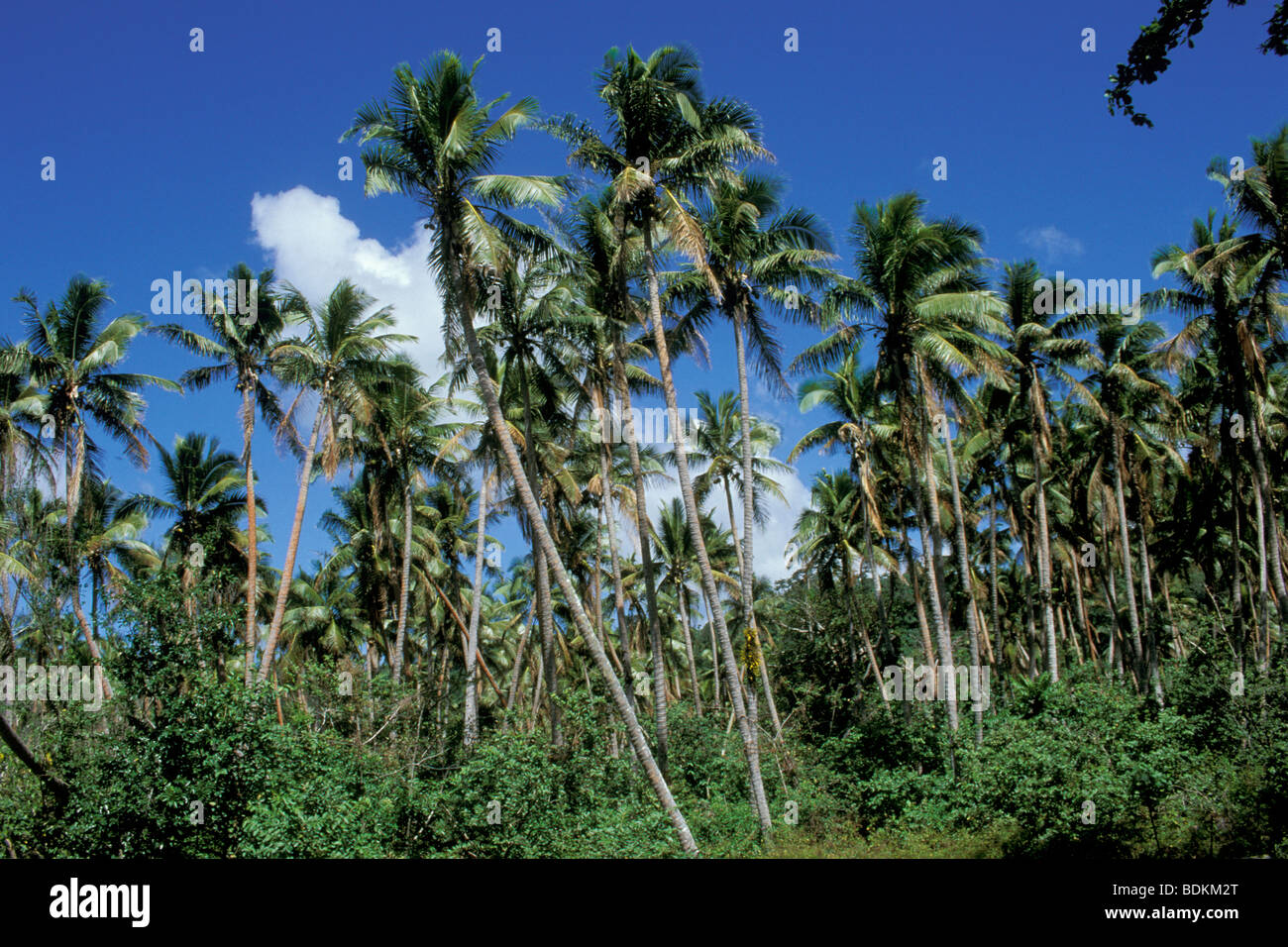 French Polynesia, Oceania Stock Photo - Alamy