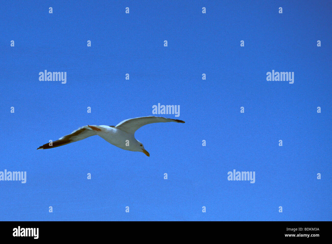 French Polynesia, Oceania Stock Photo - Alamy