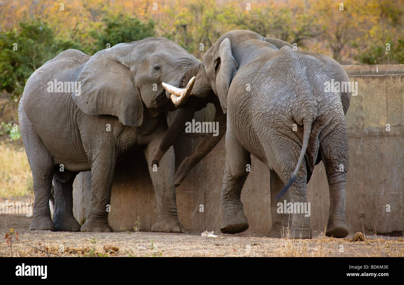 Elephant fight hi-res stock photography and images - Alamy