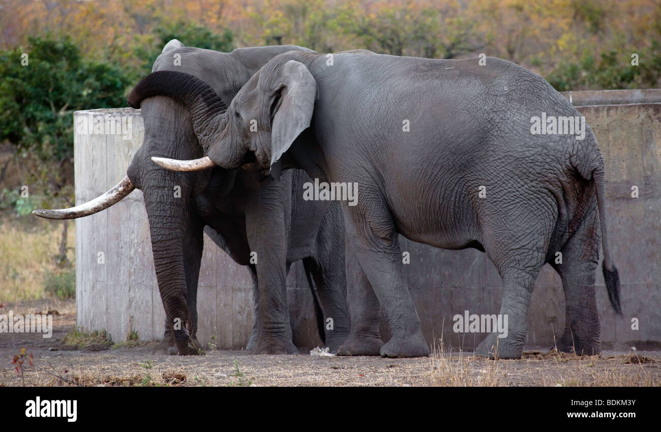 Elephant bulls fight hi-res stock photography and images - Alamy