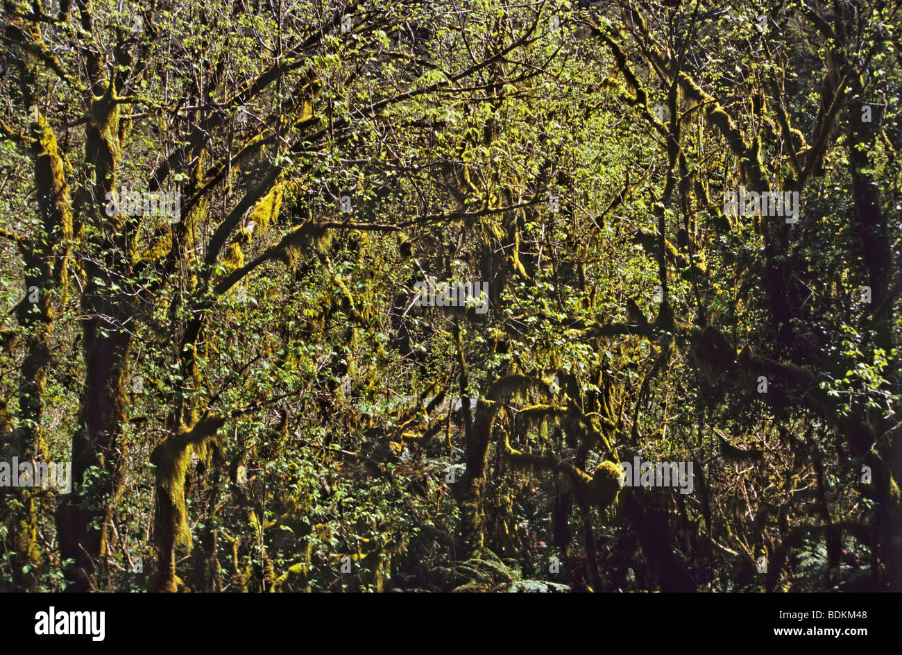 Swamp forest new zealand hi-res stock photography and images - Alamy